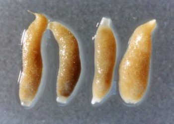 Grantia | KLM Bio Scientific