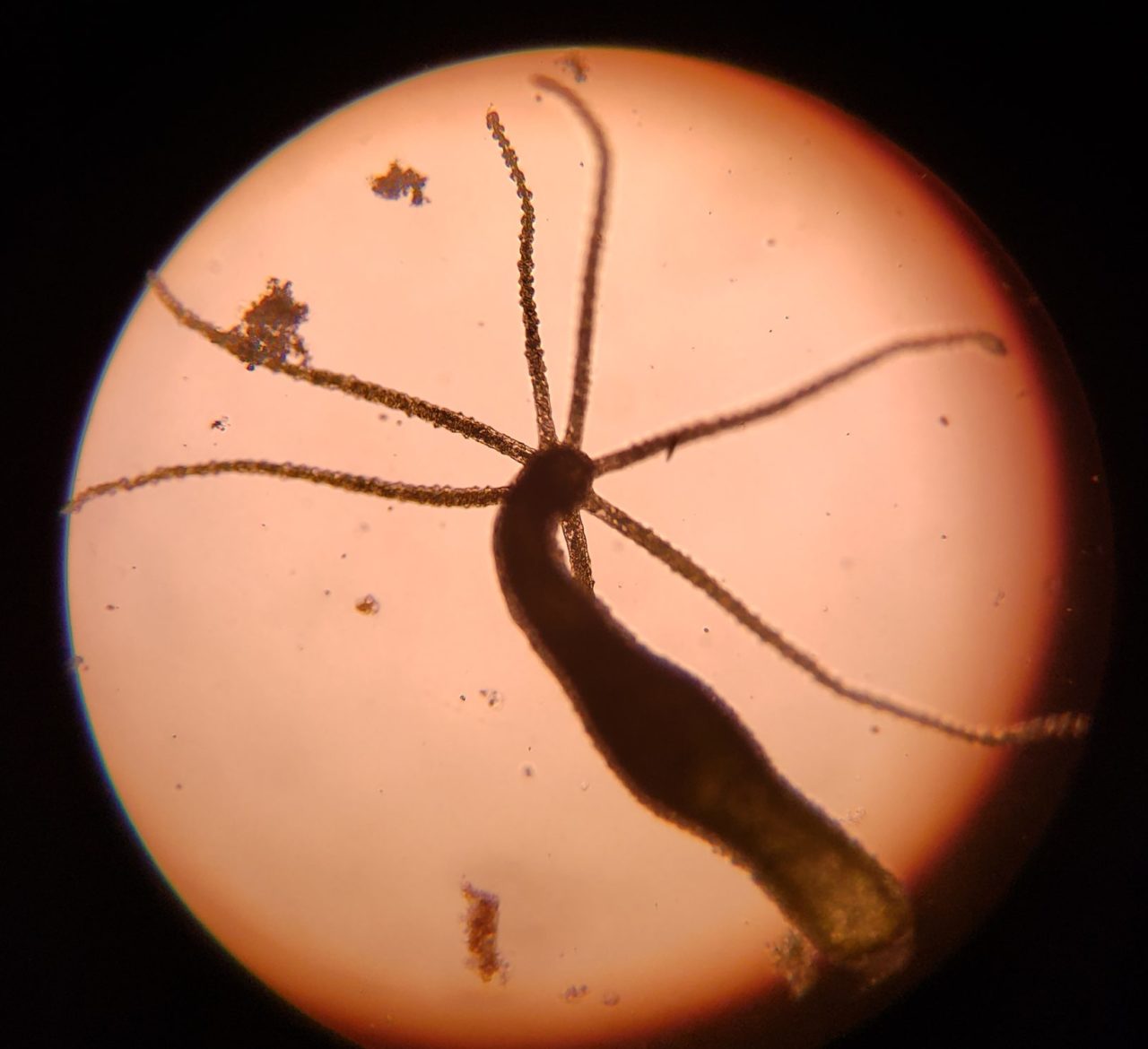 Green Hydra, Living (Chlorohydra viridissima) | KLM Bio Scientific