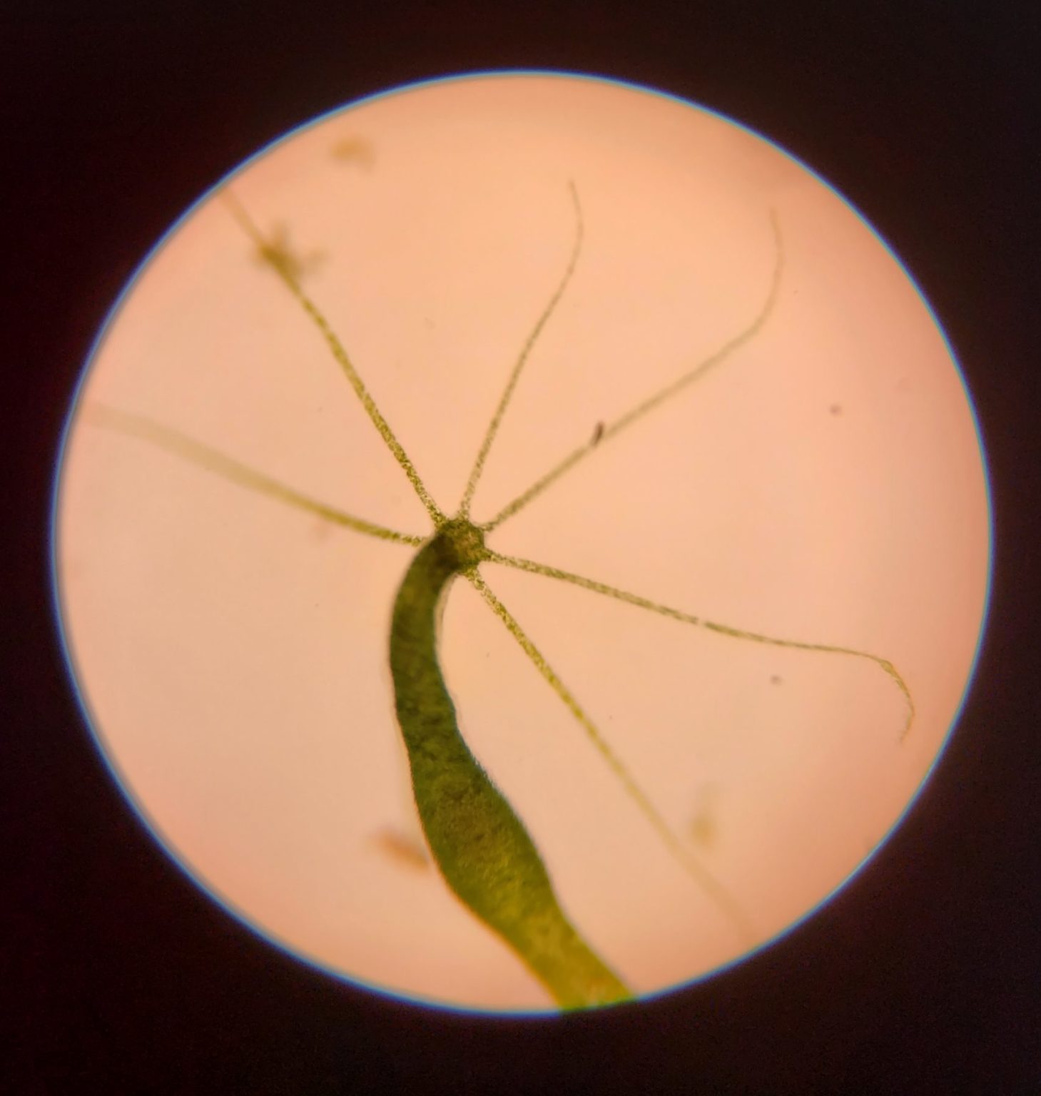 Hydra Green, Living (Chlorohydra viridissima) | KLM Bio Scientific