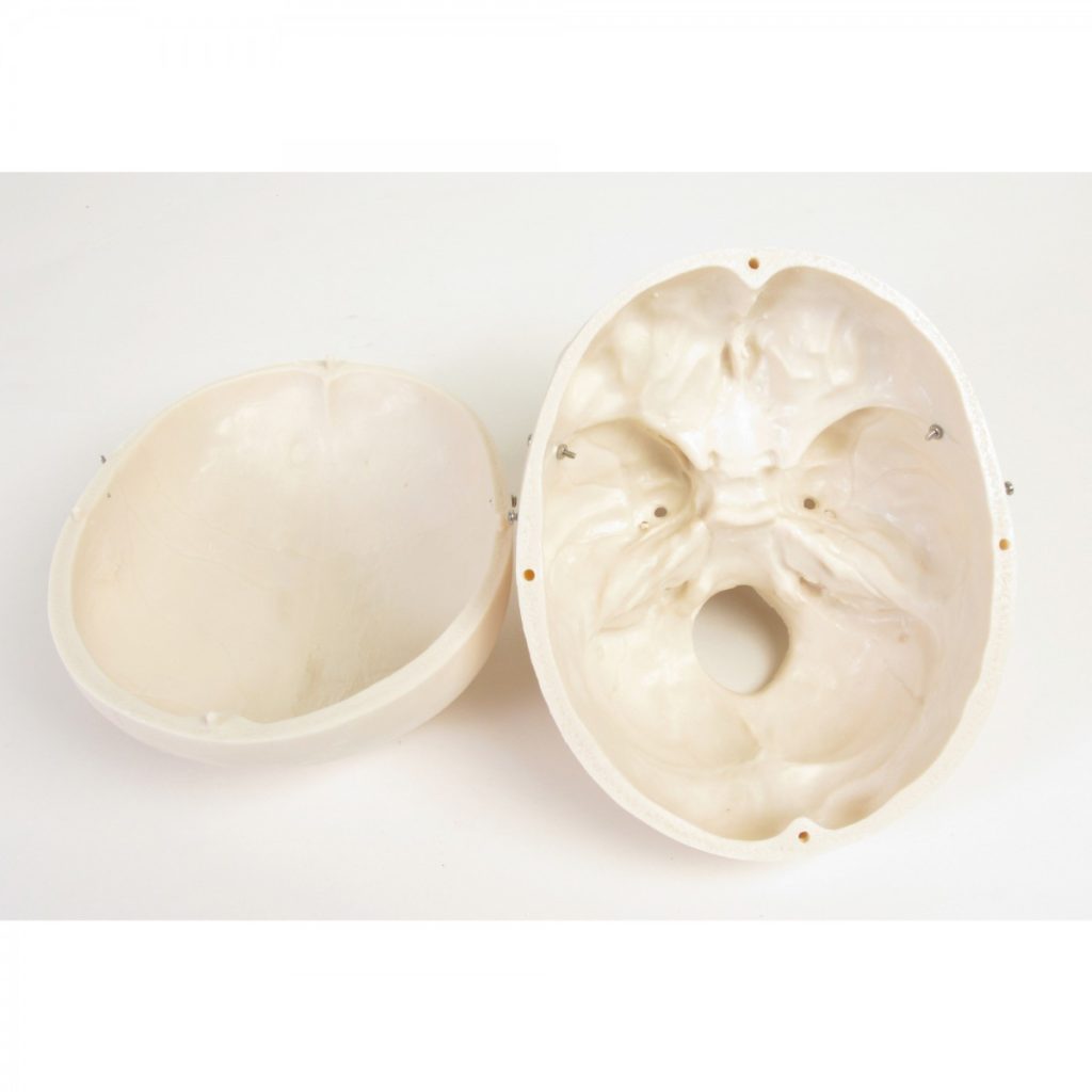 Human Skull Model, Life-Size, Plastic | KLM Bio Scientific