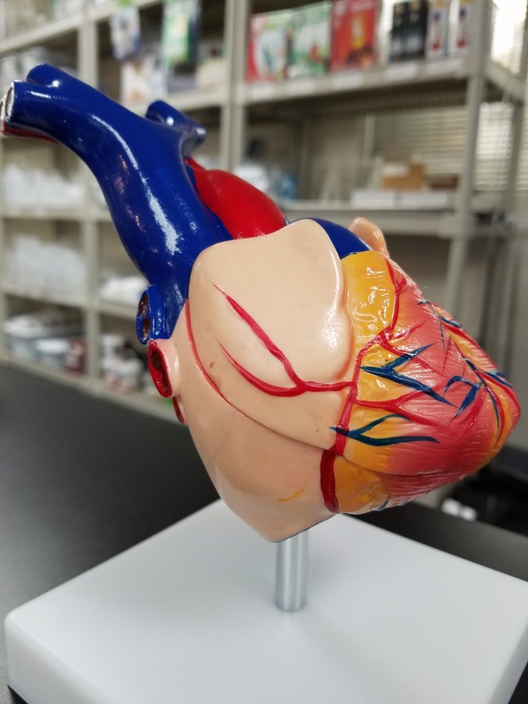 Life-Size Human Heart Model on Base, Plastic, 6 x 5 x 6 Inches | KLM ...
