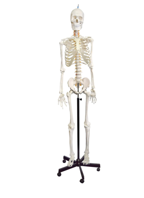 Skeleton Model, Life Size, Flexible Joints and Spine, Rod Mounted | KLM ...