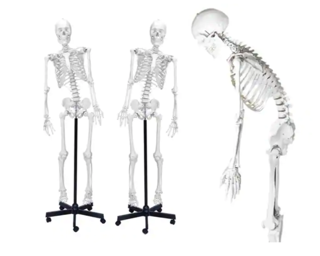 Skeleton Model, Life Size, Flexible Joints and Spine, Rod Mounted | KLM ...