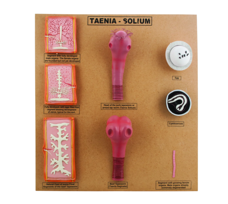 Comparative Tapeworm Model – Developmental Anatomy | KLM Bio Scientific