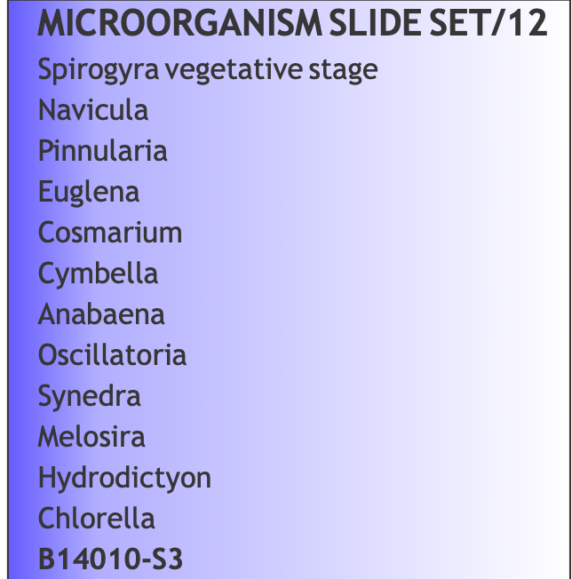 Prepared Microorganism Slide Set (12/Set) | KLM Bio Scientific