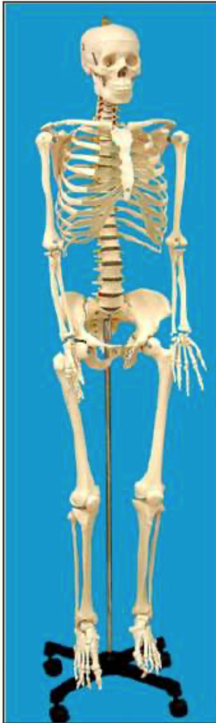 LIFE SIZED HUMAN SKELETON MODEL | KLM Bio Scientific