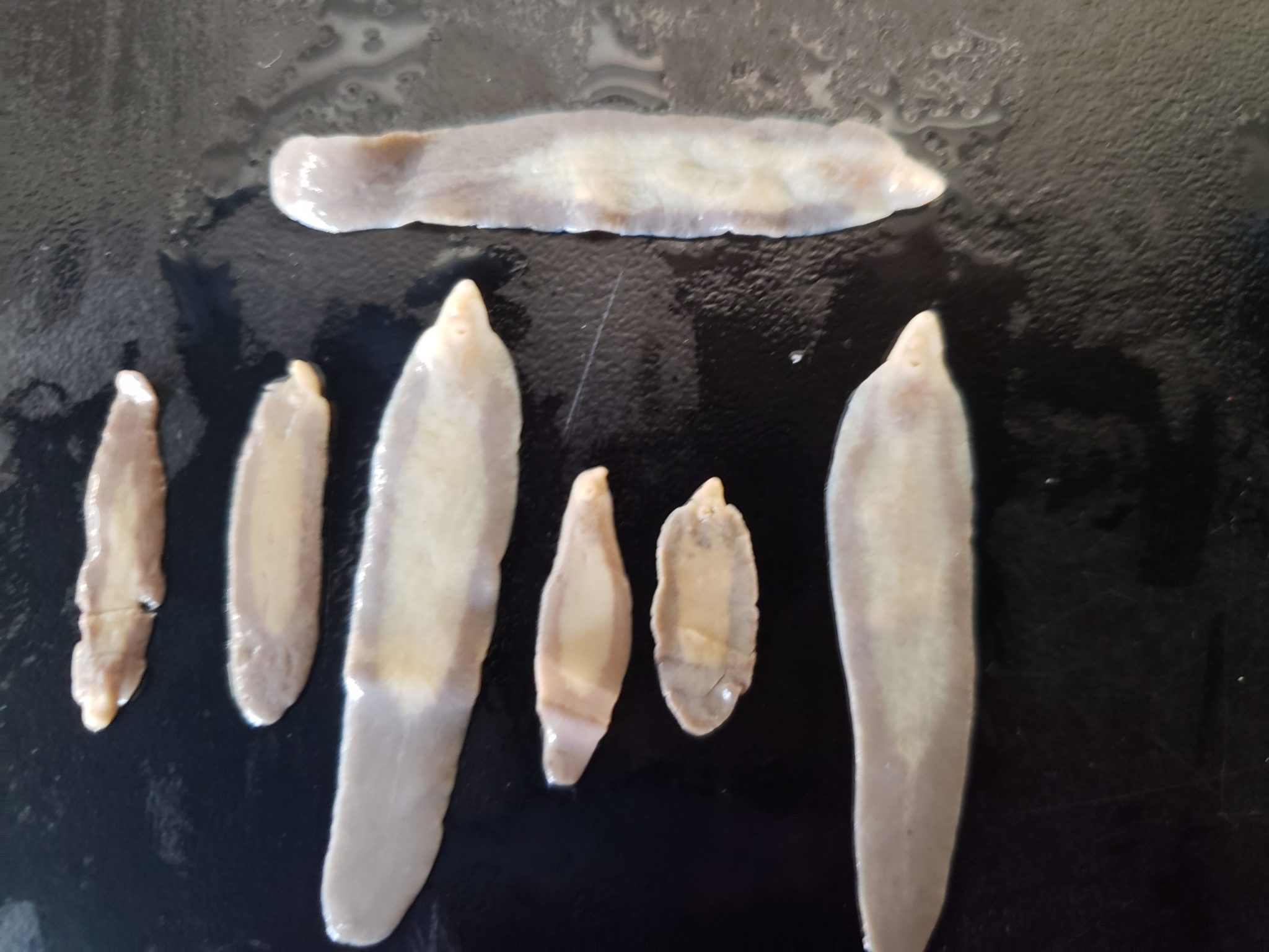 Liver fluke (Fasciola hepatica), preserved (5/pk) | KLM Bio Scientific