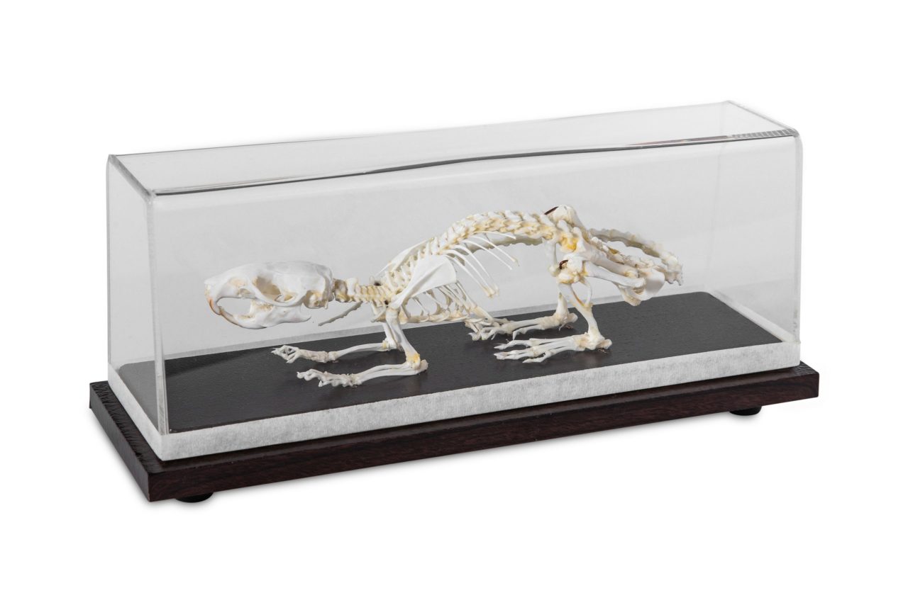Rat Skeleton | KLM Bio Scientific