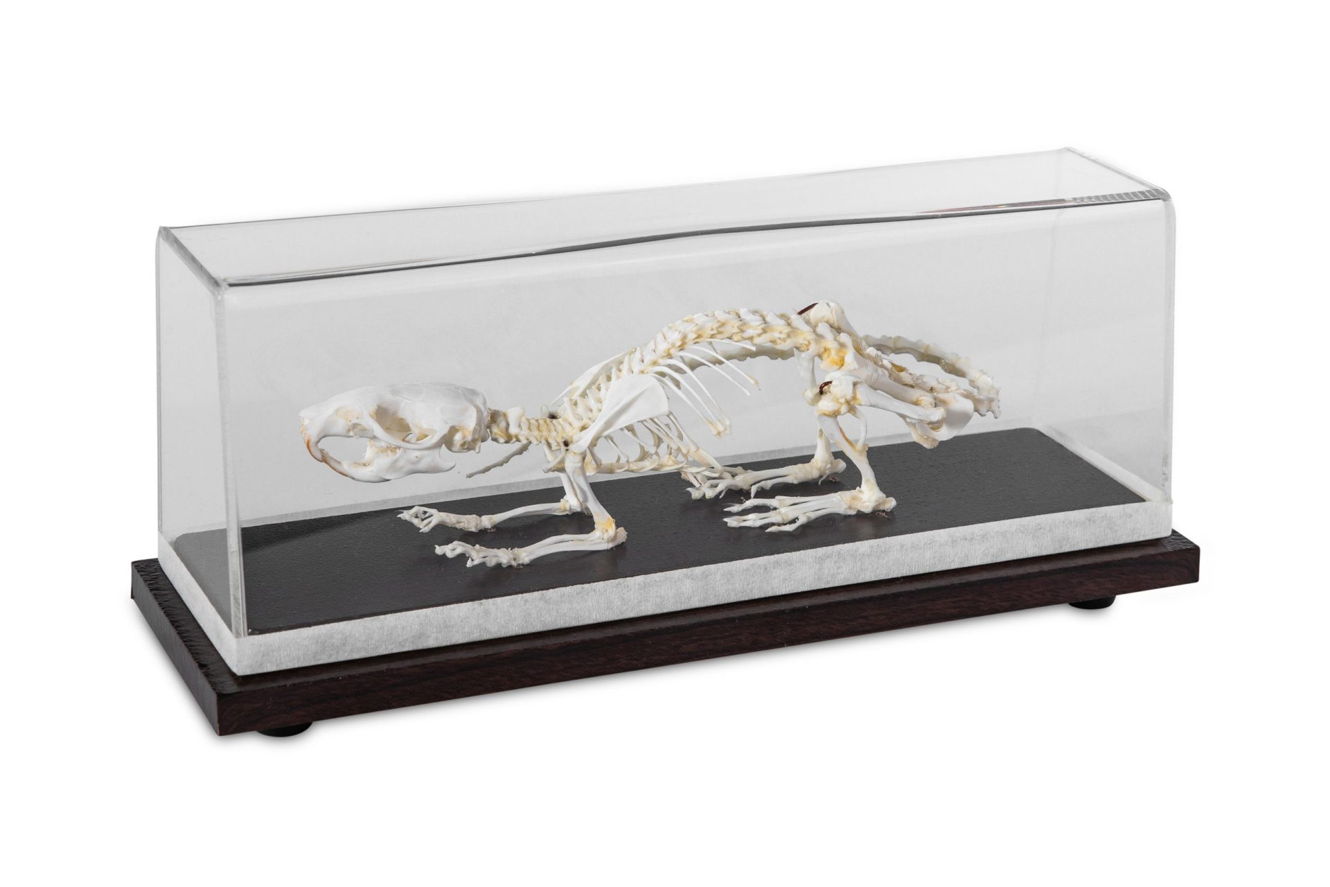 Rat Skeleton | KLM Bio Scientific