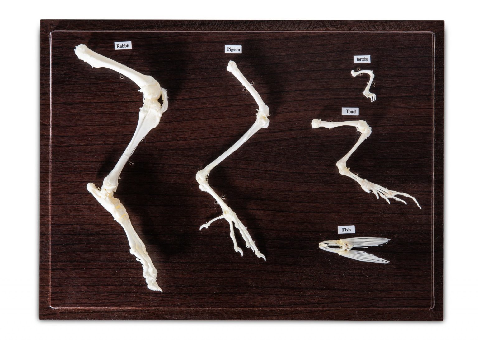 Hind Limb Comparisons | KLM Bio Scientific