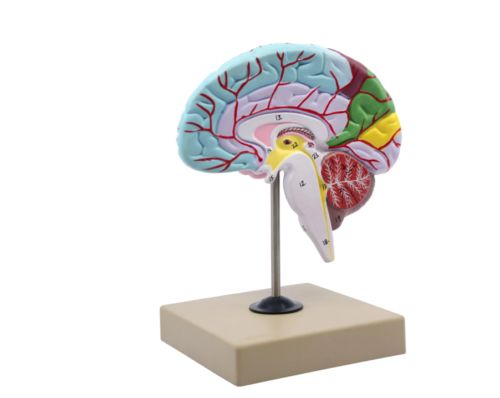 Human Half Brain Model – Life Size, Cross Section – Color Coded ...
