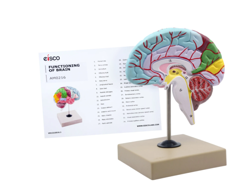 Human Half Brain Model – Life Size, Cross Section – Color Coded ...