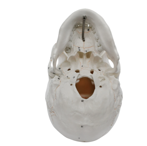 Eisco Full-Size Adult Human Skull Model with Removable Skull Cap, 3 ...