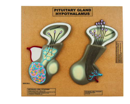 Eisco™ Pituitary Gland (Hypothalamus) Model | KLM Bio Scientific