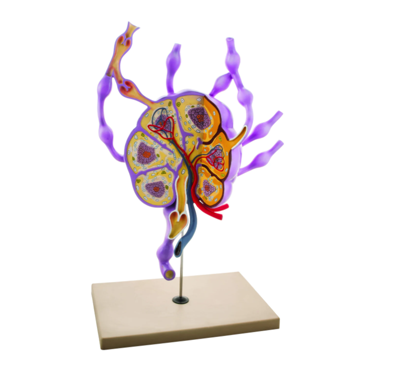 Model Lymph Nodes – 24″ tall, Biology Study Model | KLM Bio Scientific
