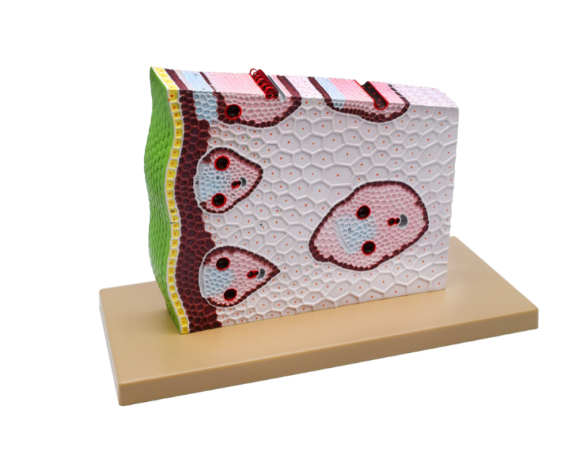 Monocot Stem Model, Three Dimensional, Cross Sectional View | KLM Bio ...