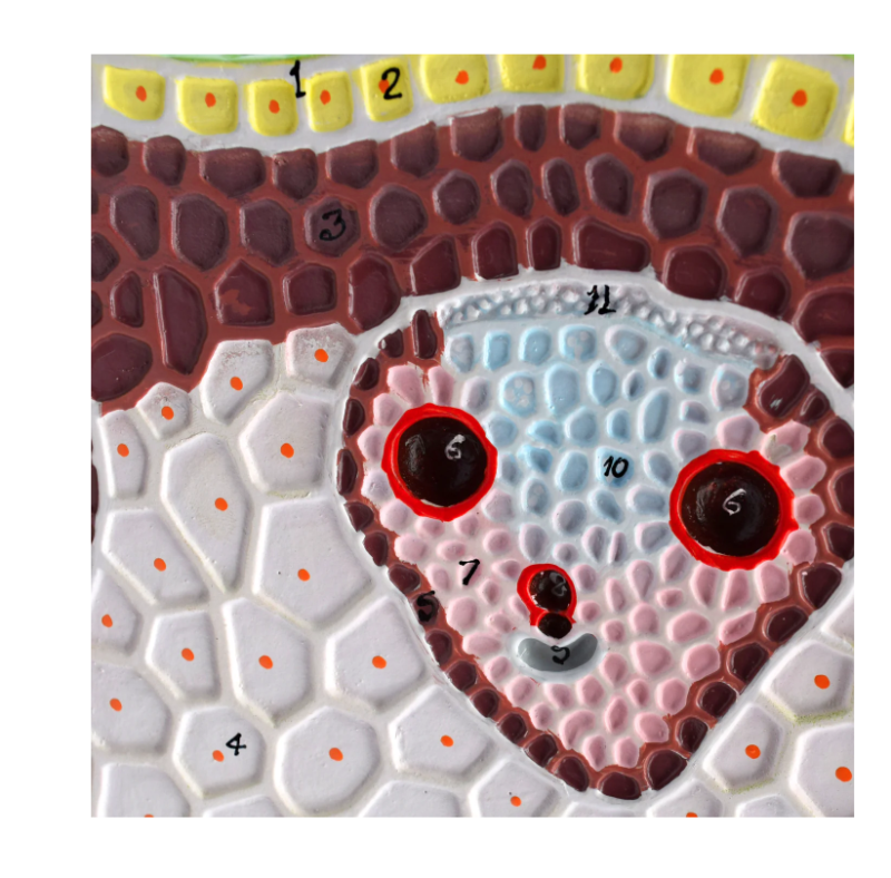 Monocot Stem Model, Three Dimensional, Cross Sectional View | KLM Bio ...