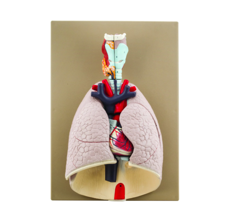 Advanced Heart & Lungs Model – Life Size – 7 Parts | KLM Bio Scientific