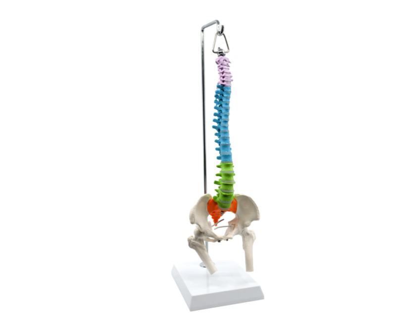 Spinal Column Model with Pelvis & Femur Detail, 1/2 Natural Size | KLM ...