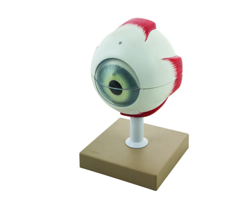 Eisco 5x Life-Size Human Eye Model, 6 Parts | KLM Bio Scientific