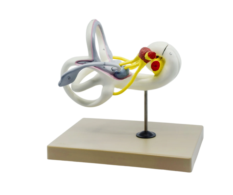 Eisco Ear Labyrinth Model – Bony and Membranous Inner Ear | KLM Bio ...