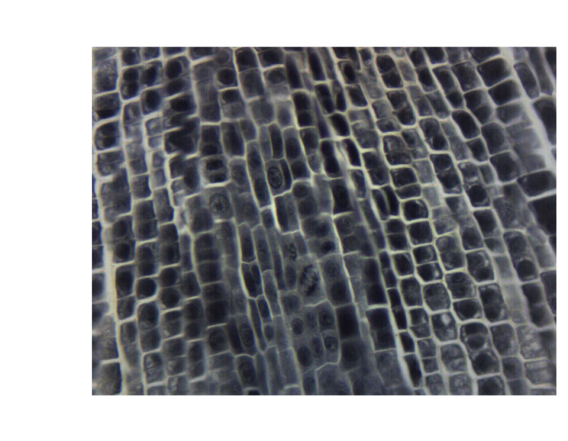 Onion Root Tip Squash – Prepared Microscope Slide – 75x25mm (EACH ...