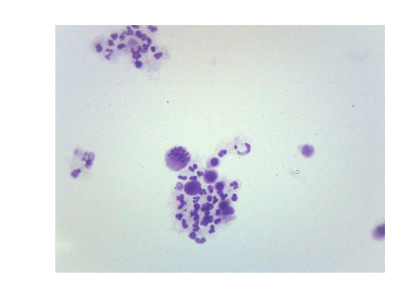 Female Chromosome Smear, Human – Prepared Microscope Slide – 75x25mm ...