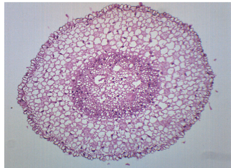 Zea Mays Root Tip – Prepared Microscope Slide – 75x25mm | KLM Bio ...