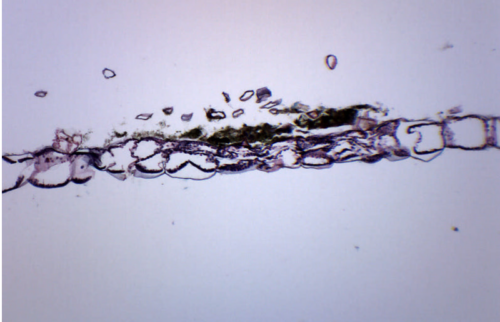Fern Prothallium – Cross Section – Prepared Microscope Slide – 75x25mm ...