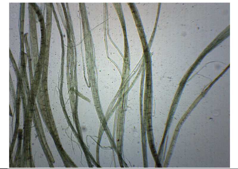 Linen – Prepared Microscope Slide – 75x25mm | KLM Bio Scientific