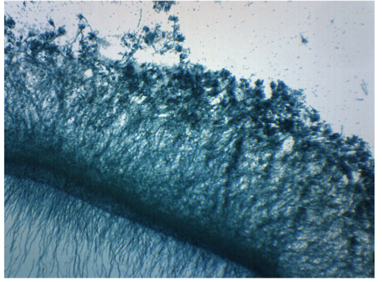 Penicillium – Prepared Microscope Slide – 75x25mm | KLM Bio Scientific