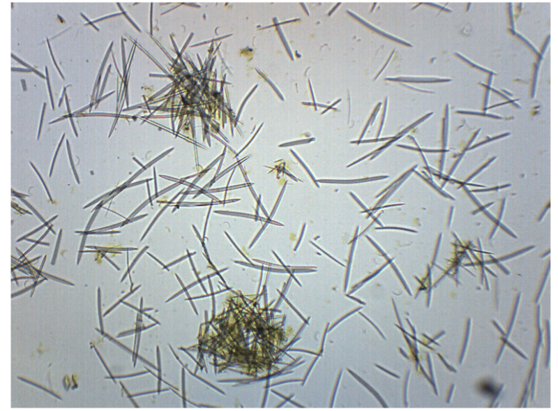 Mixed Spicules – Prepared Microscope Slide – 75x25mm | KLM Bio Scientific