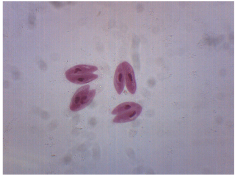 Paramecium Conjugation, Whole Mount – Prepared Microscope Slide ...