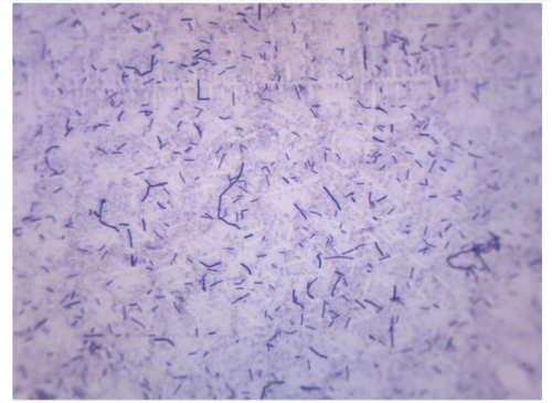 Bacillus Subtilis, Gram Positive – Prepared Microscope Slide – 75x25mm ...