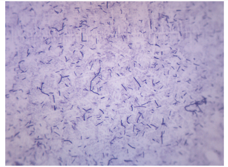 Bacillus Subtilis, Gram Positive – Prepared Microscope Slide – 75x25mm ...