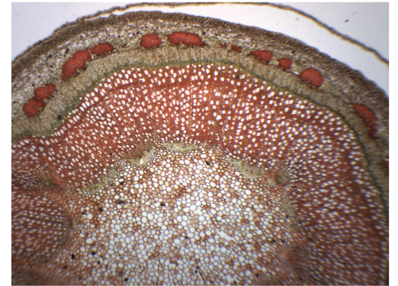 Apple Tree Stem – Cross Section – Prepared Microscope Slide – 75x25mm ...