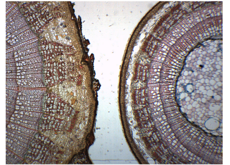 Tilia, 2-3 Year Old Stem – Cross Section – Prepared Microscope Slide ...