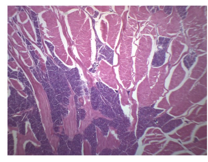 Foliate Papillae (Tongue)- Prepared Microscope Slide – 75x25mm (EACH ...