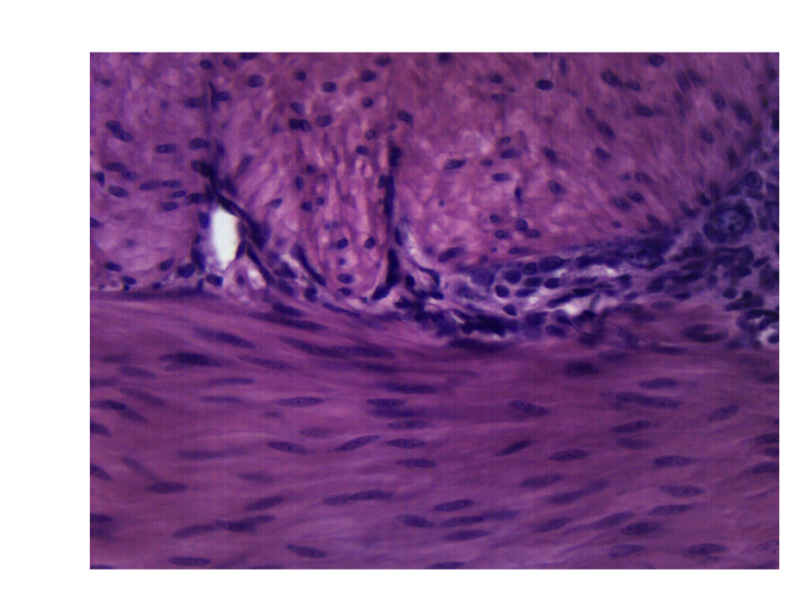 Smooth Muscle Mammal – Cross Section – Prepared Microscope Slide ...
