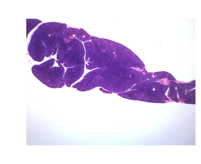 Pancreas, Tissue Section – Prepared Microscope Slide – 75x25mm (EACH ...