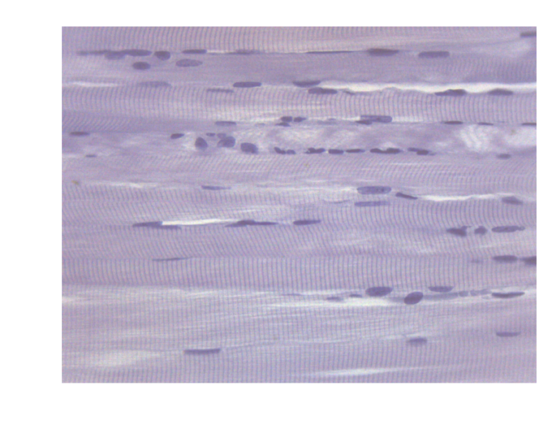 Human Skeletal Muscle (LS) – Prepared Microscope Slide – 75x25mm (EACH ...