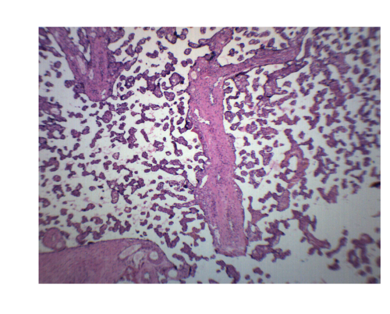 Human Placenta Section – Prepared Microscope Slide – 75x25mm (EACH ...