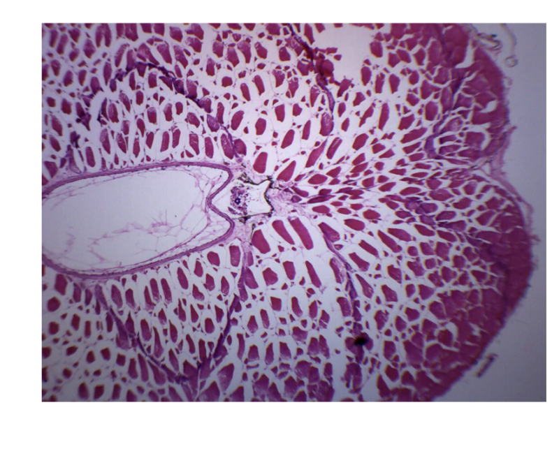 Tadpole Abdomen – Cross Section – Prepared Microscope Slide – 75x25mm ...