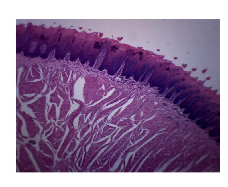Foliate Papillae Section, Mammal – Prepared Microscope Slide – 75x25mm ...