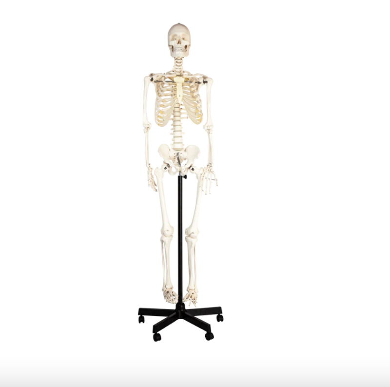 Life Sized Human Skeleton Model (62″ Height), Articulated Joints ...
