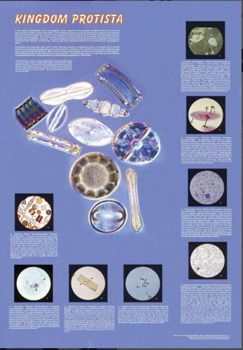 The Kingdom Protista – Biology Poster, 38×26″ | KLM Bio Scientific
